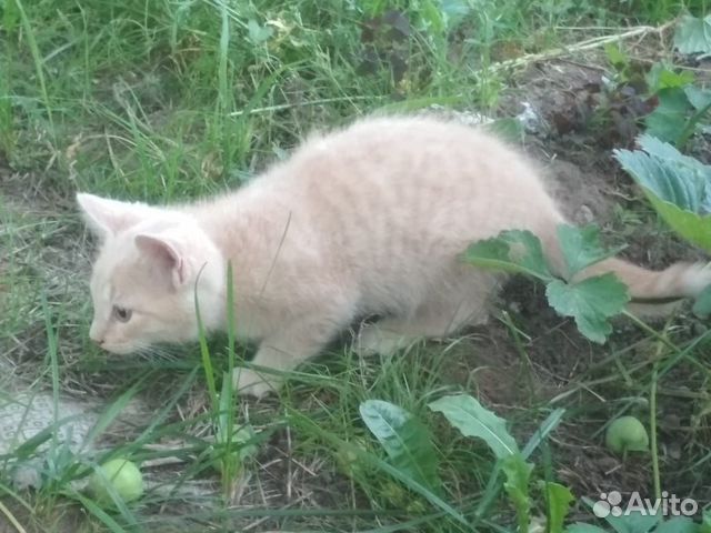 Абрикосовый котенок ищет дом