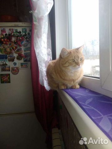 Кошка
