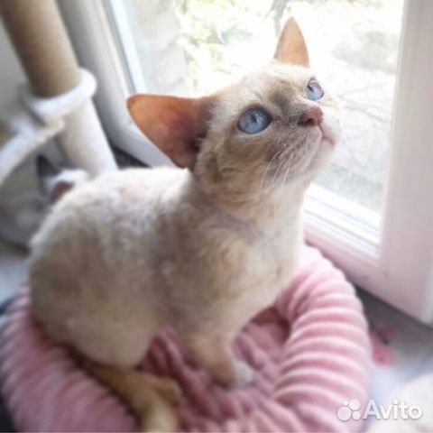 Девон-рекс котик клубный WCF