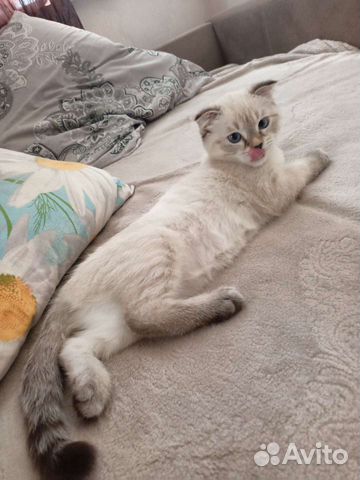 Кошка