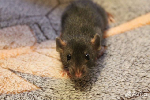 Крысенок крыс мальчик дамбо чёрный