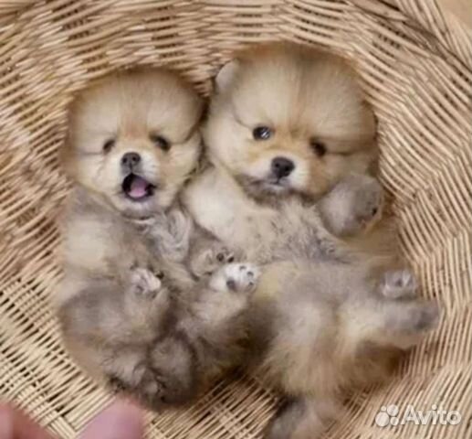 Померанский шпиц медвежьего типа