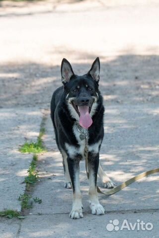 Пёсик Монти в добрые руки