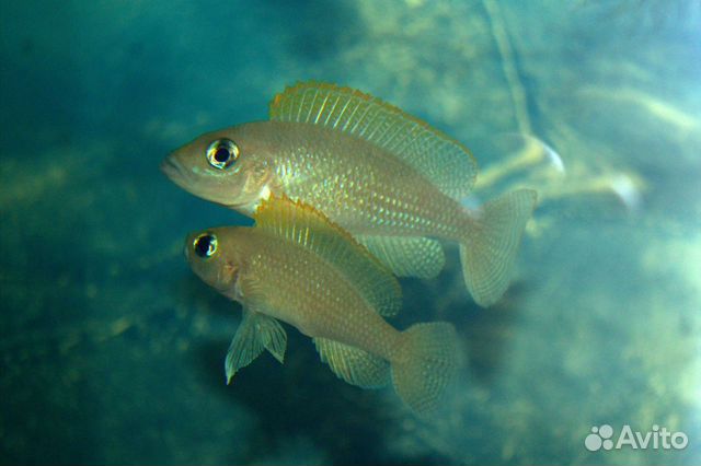 Лампрологус каудопунктатус