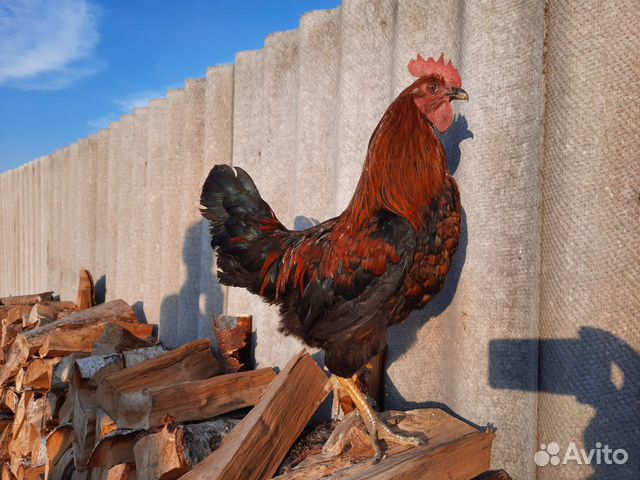 Продам петуха
