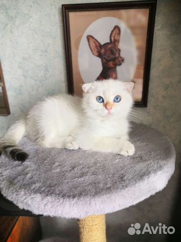 Шотландский вислоухий котенок