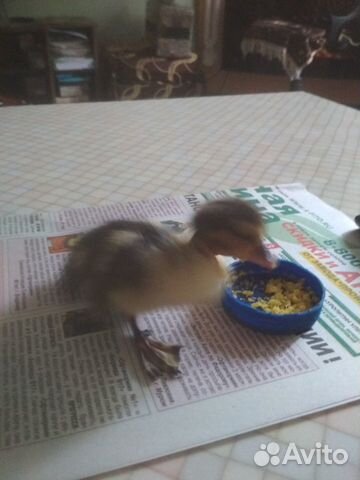 Утята Мускусной утки