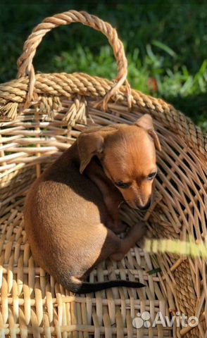 Щенок таксы ищет дом (метис)