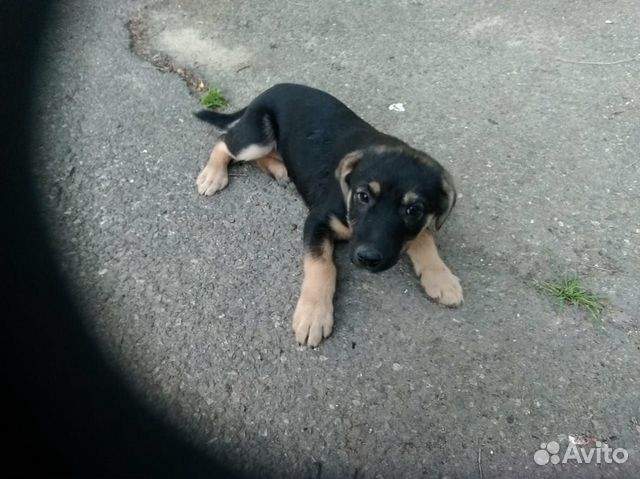Собаки в добрые руки