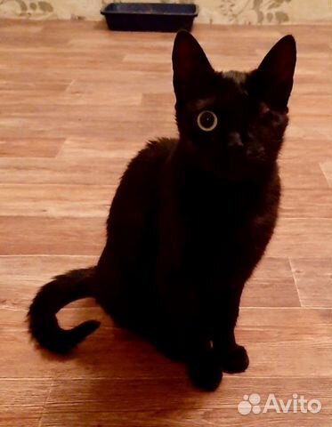 Славная кошечка Черника в Ваши Добрые Руки