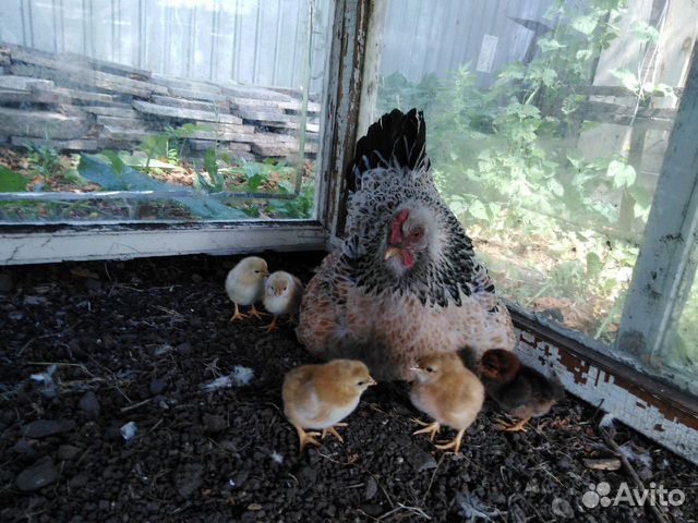 Куры с цыплятами
