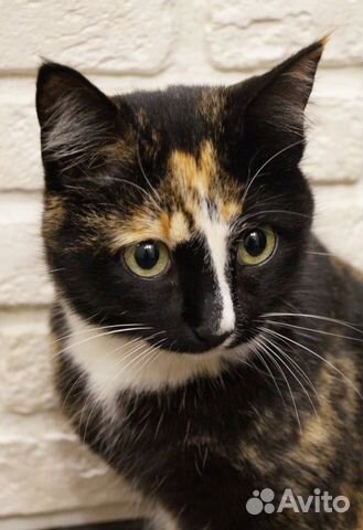 Кошка в добрые руки