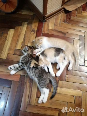 Котята в добрые руки