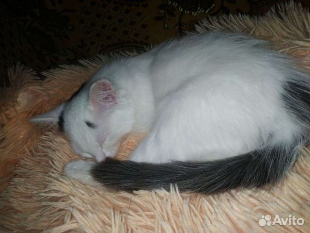 Кошка в дар