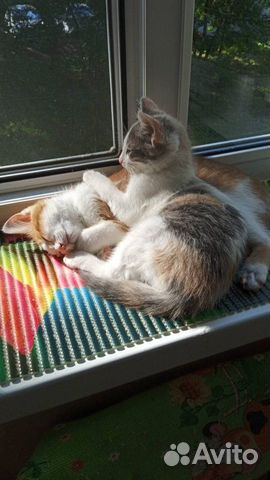 Котята-неразлучники ищут новую любимую семью