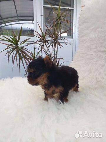 Йоркширский терьер щенки