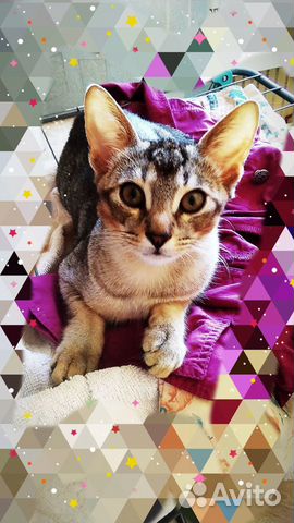 Классный котик
