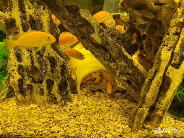 Аквариум с рыбками