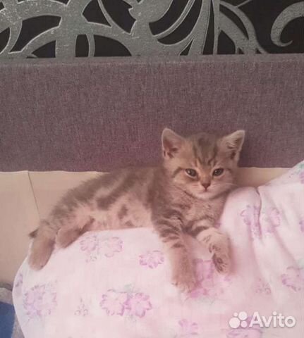 Шотландец прямоухий,мальчик, 1.5 мес. др 25.05.202