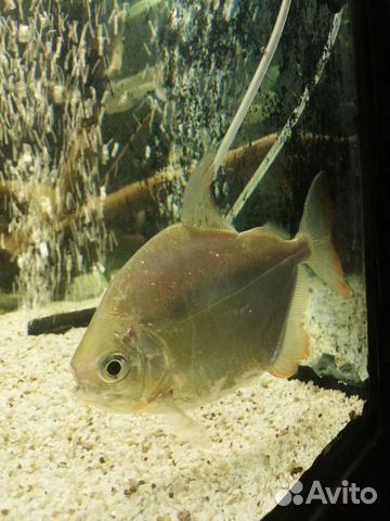 Метиннис серебряный доллар