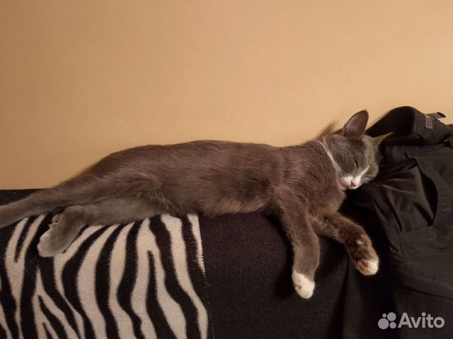 Сильно пьющая кошка