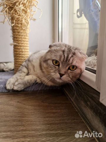 Шотландский кот на вязку