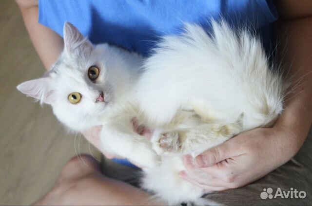 Пушистый ласкуша