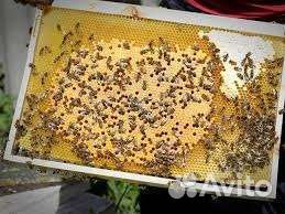 Отводки пчел