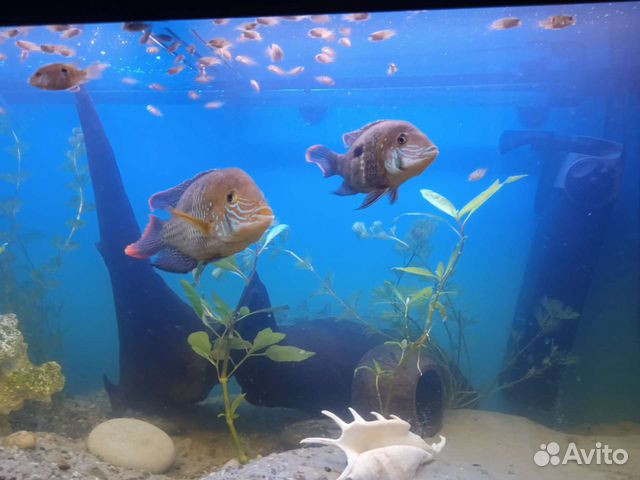 Акары бирюзовые