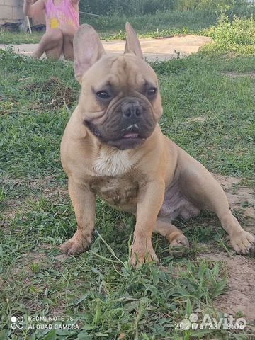 Вязка Французский бульдог