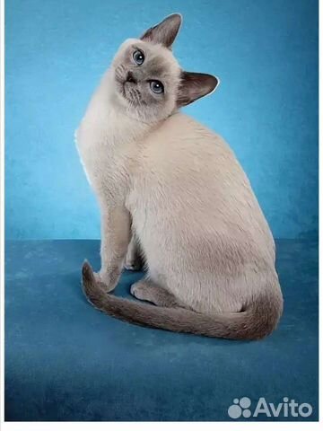 Ищем жениха для Тонкинской кошечки