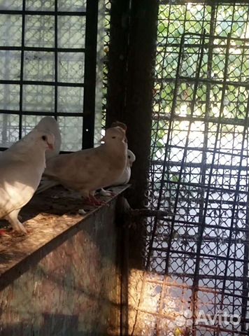 Продажа голубей