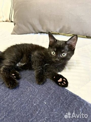 Котята в добрые руки бесплатно