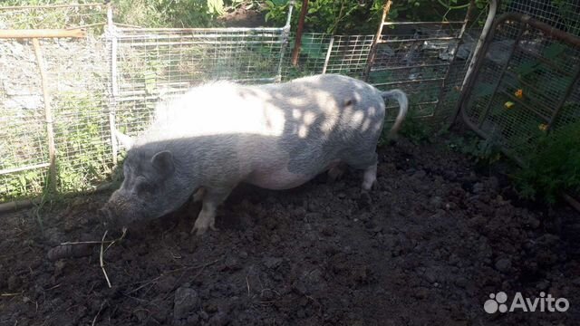 Вьетнамский хряк,рабочий,на племя
