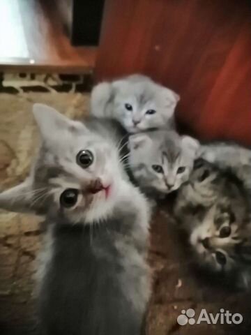 Шотландские котята