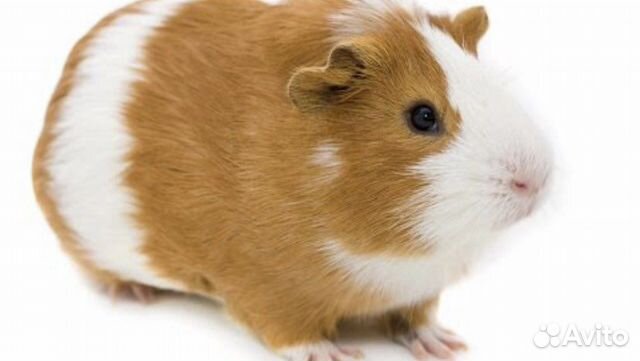Продам Морскую свинку
