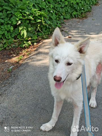 Ася ищет семью