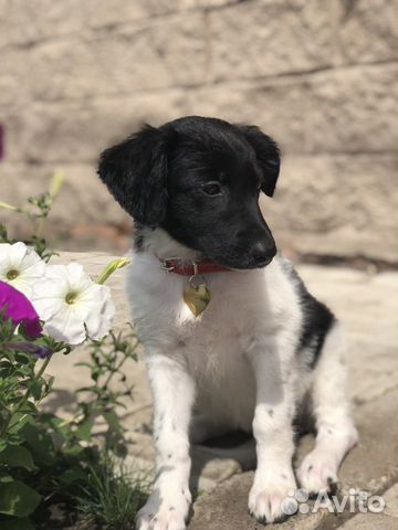 Щенок в добрые руки бесплатно