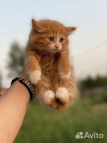 Рыжий и кремовый котенок. Девочка. 2 месяца