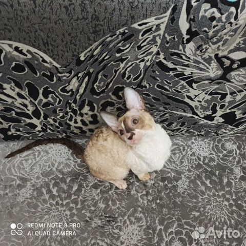 Котята корниш-рекс