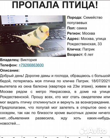 Потерян волнистый попугай Патрюша