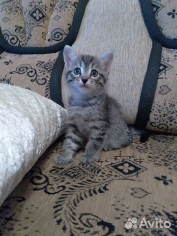 Котики бесплатно в добрые руки