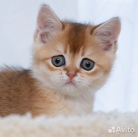 Котики шотландские золотые страйты