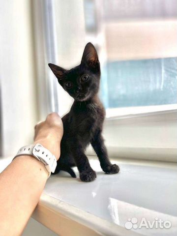 Крошка на ладошку 1.2 мес
