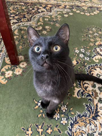 Кошечка Бася