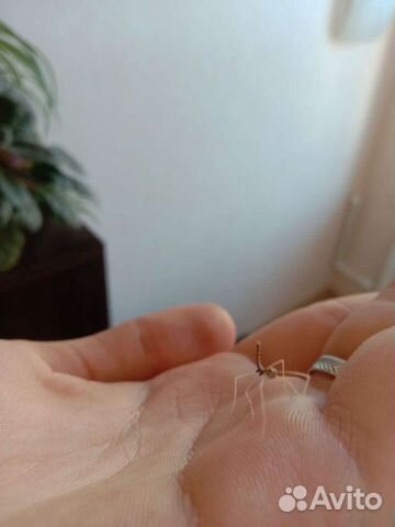 Анамский палочник