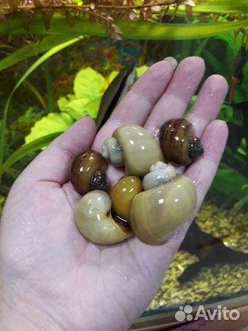 Улитки ампулярии