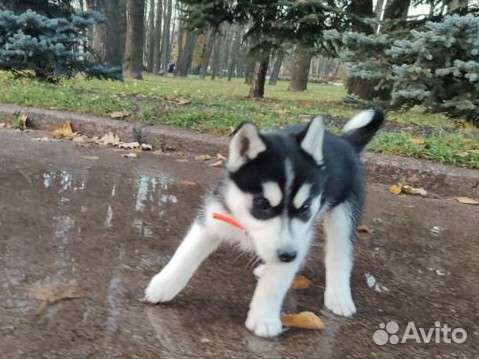 Сибирский хаски