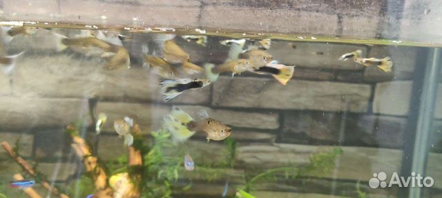 Аквариумные рыбки гуппи