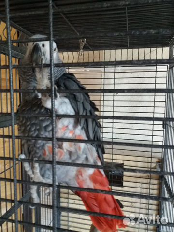 Пара серых попугаев